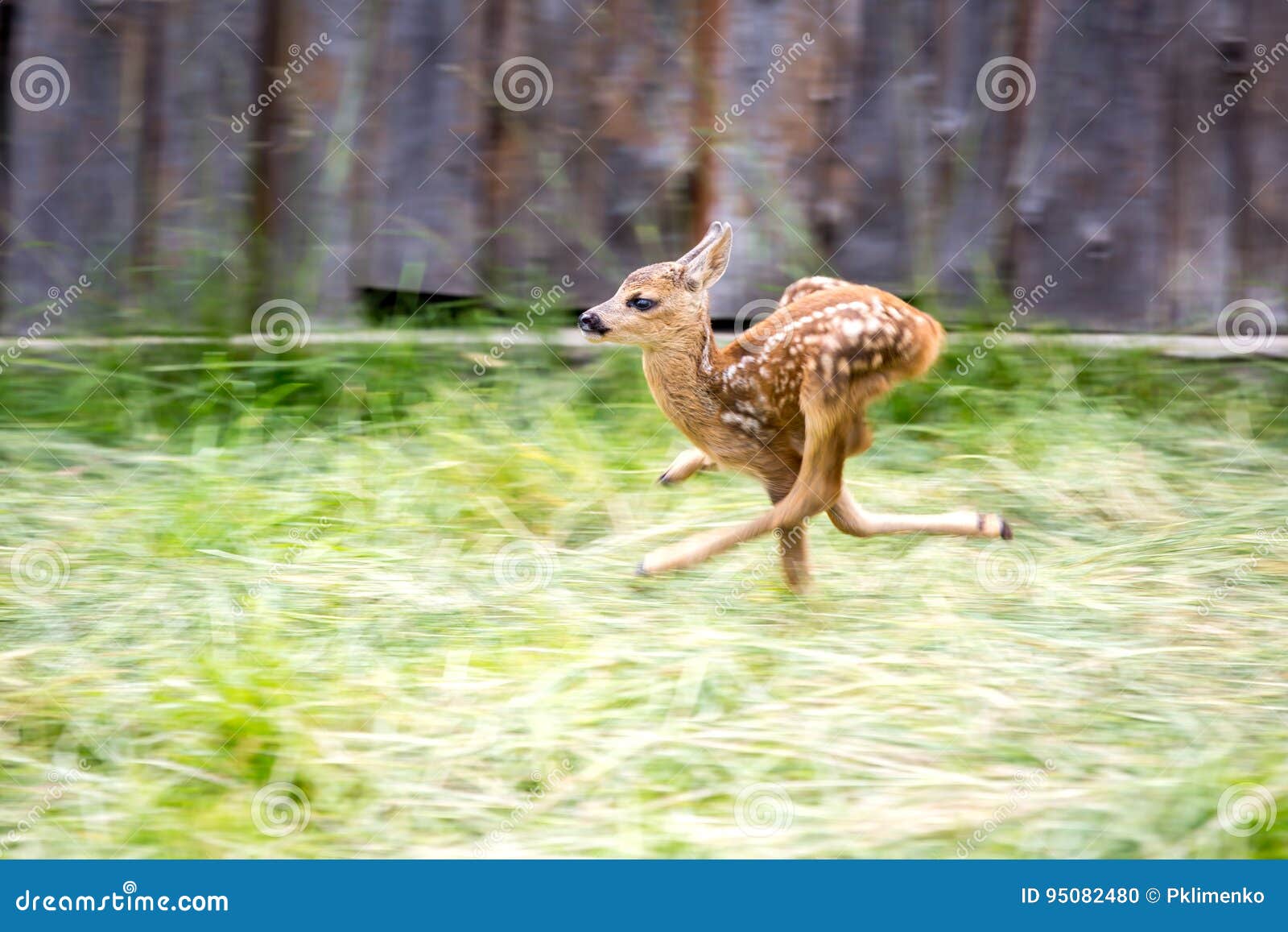Runinig scared deer stock photo. Image of white, graze - 95082480