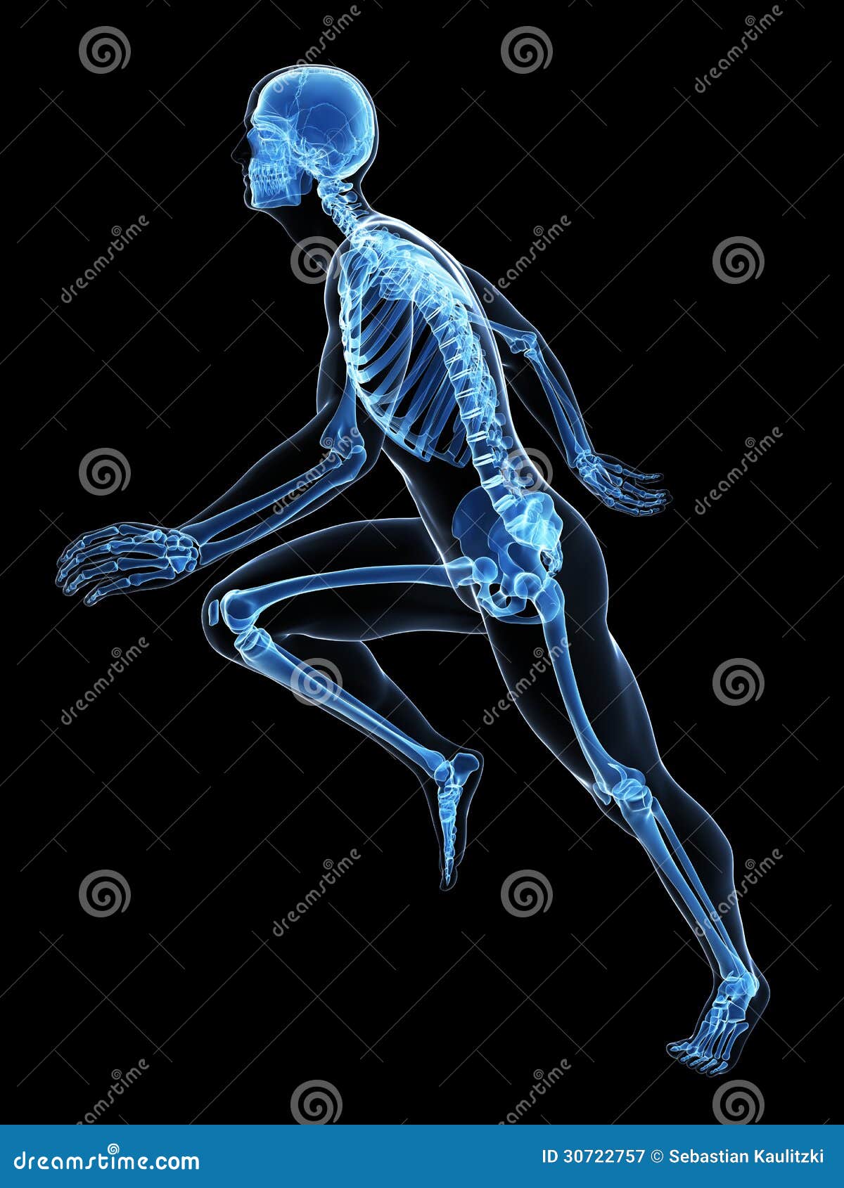 Runner anatomy stock illustration. Illustration of cartilage - 30722757