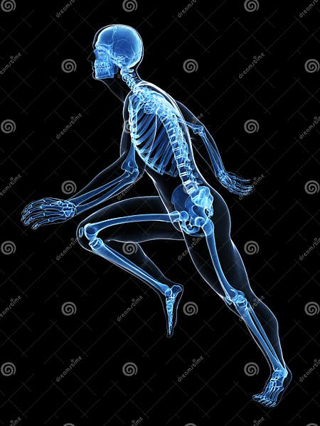 Runner anatomy stock illustration. Illustration of cartilage - 30722757