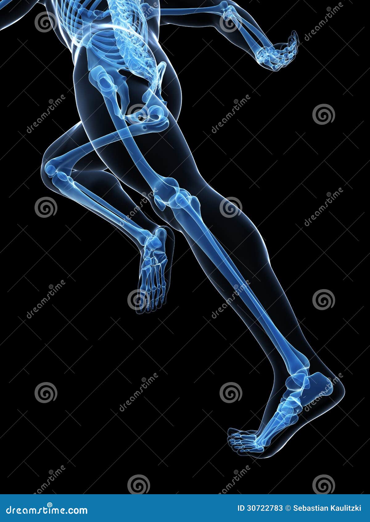 Runner anatomy stock illustration. Illustration of cartilage - 30722783