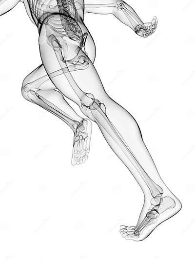Runner anatomy stock illustration. Illustration of science - 30722796