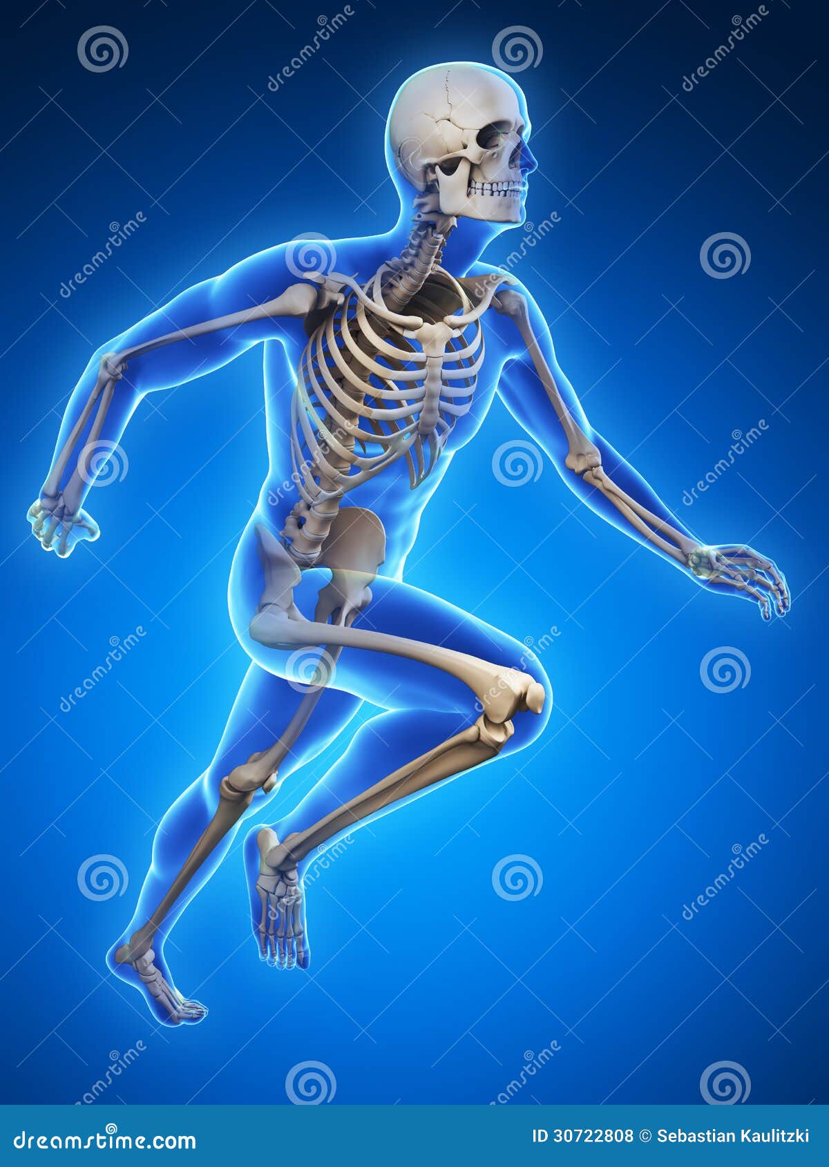 Runner anatomy stock illustration. Illustration of health - 30722808