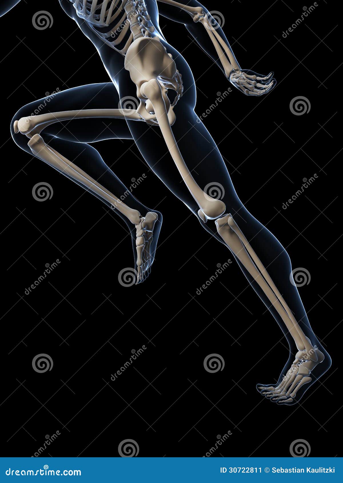 Runner anatomy stock illustration. Illustration of walking - 30722811