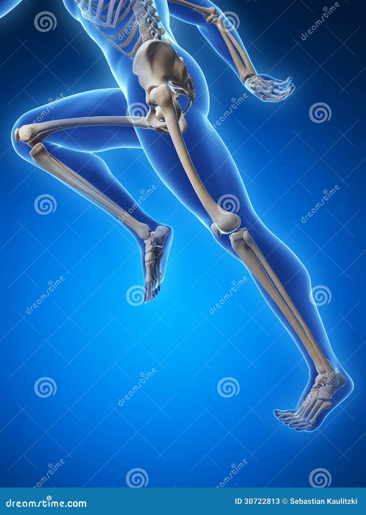 Runner anatomy stock illustration. Illustration of transparent - 30722813