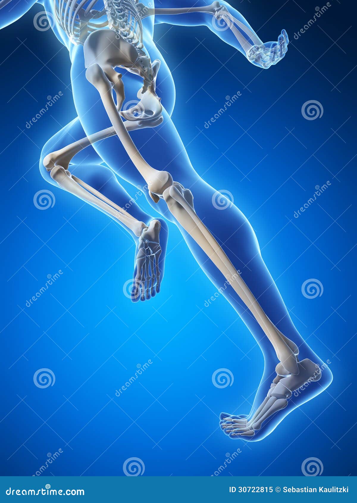 Runner anatomy stock illustration. Illustration of running - 30722815