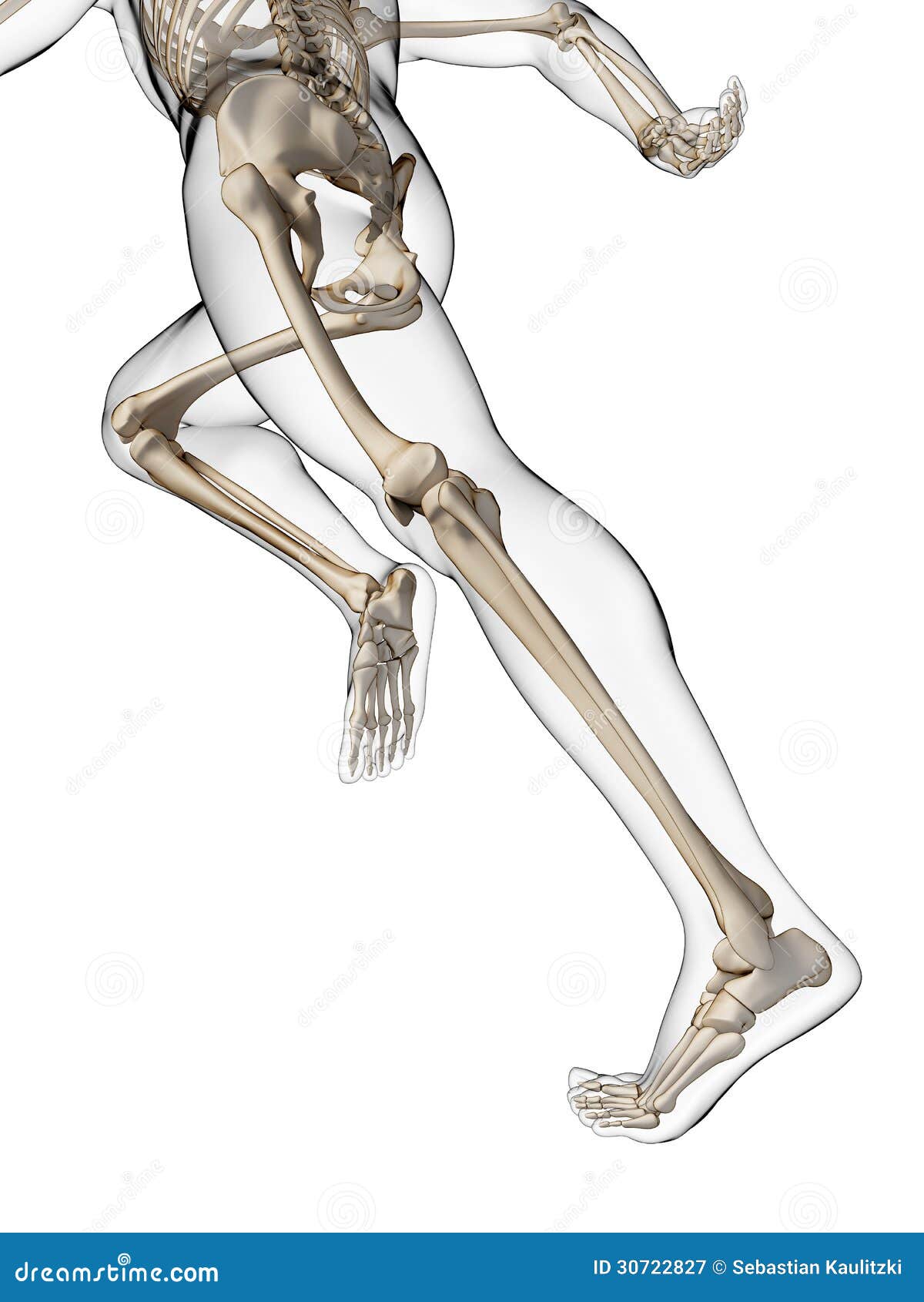 Runner Anatomy Royalty-Free Illustration | CartoonDealer.com #30722853