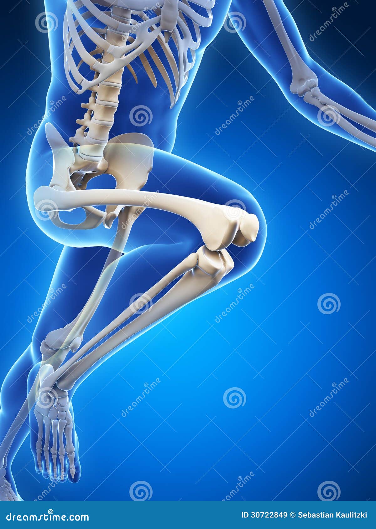 Runner anatomy stock illustration. Illustration of cartilage - 30722849
