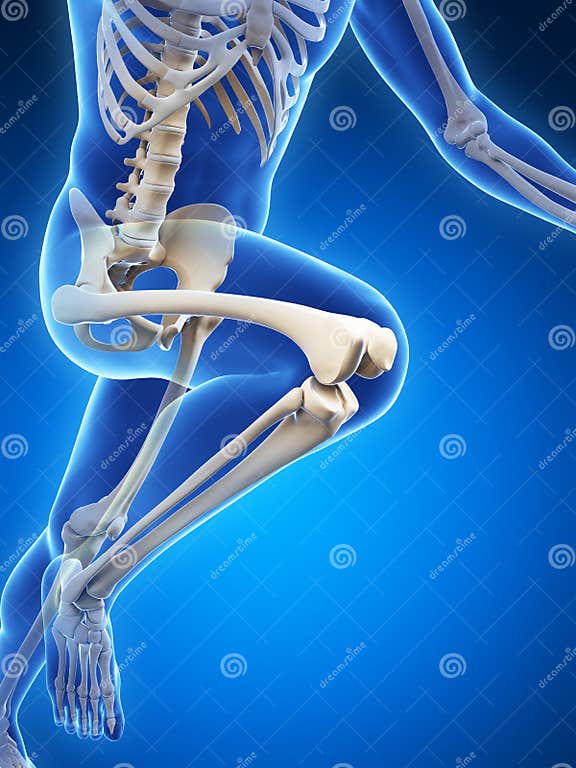 Runner anatomy stock illustration. Illustration of cartilage - 30722849
