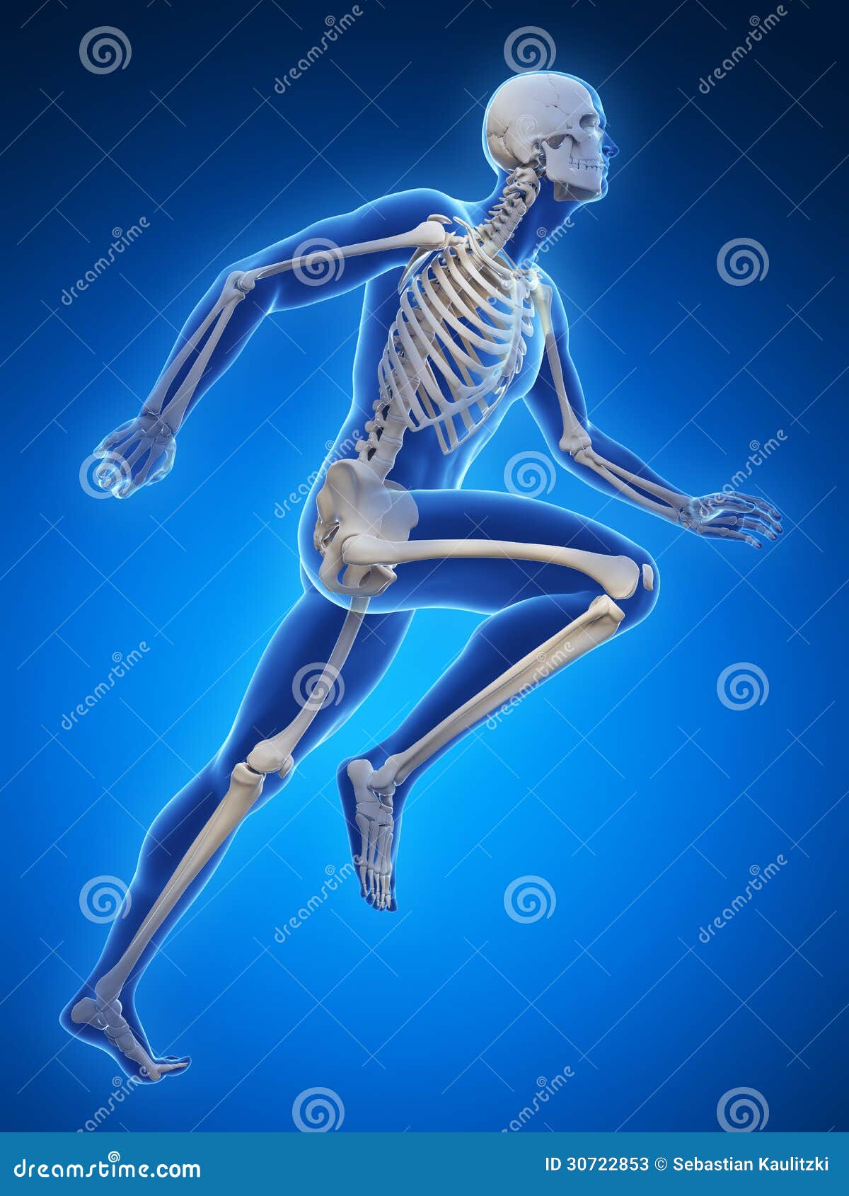 Runner anatomy stock illustration. Illustration of human - 30722853