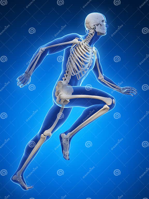 Runner anatomy stock illustration. Illustration of human - 30722853