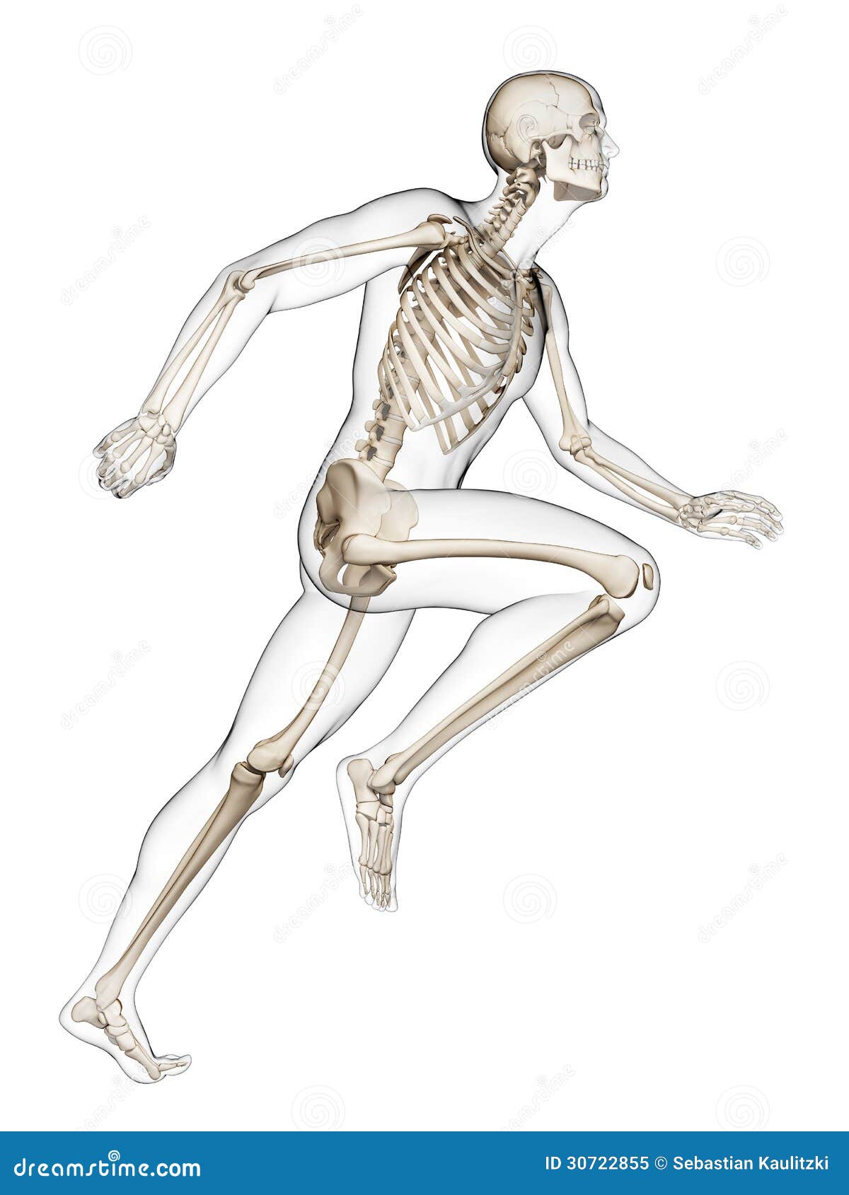 Runner anatomy stock illustration. Illustration of human - 30722855