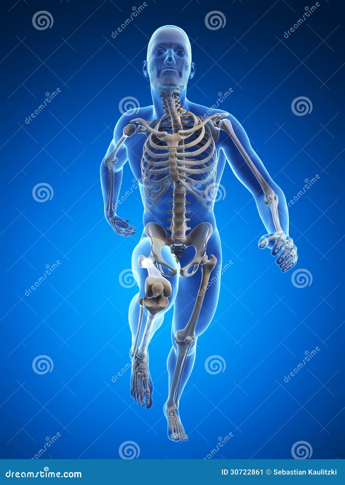 Runner anatomy stock illustration. Illustration of medical - 30722861