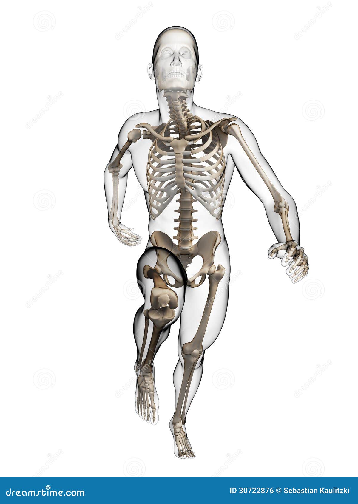 Runner anatomy stock illustration. Illustration of athlete - 30722876