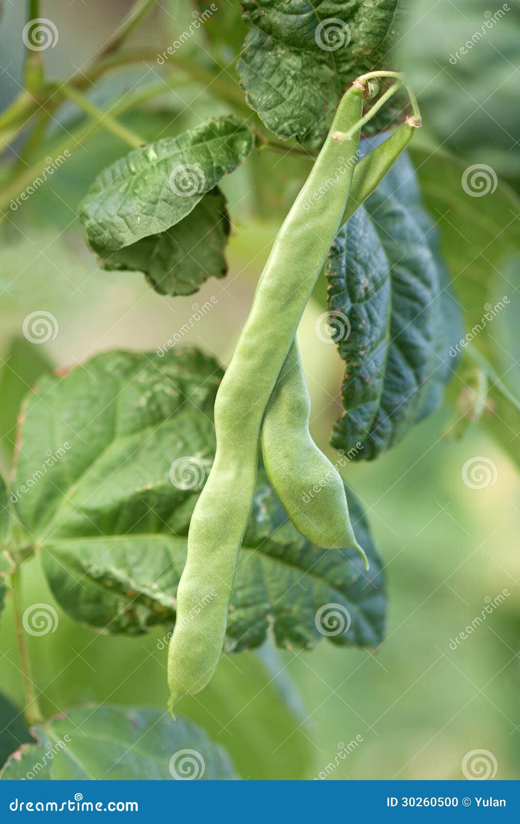 Runner Bean stock photo. Image of natural, nutrition - 30260500