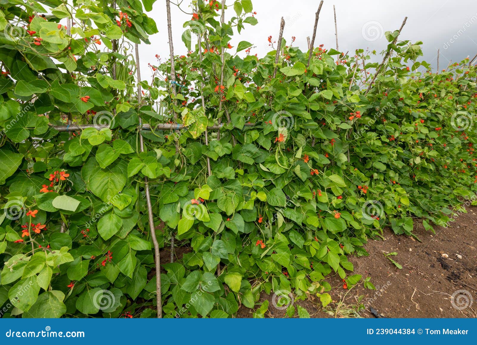 Phaseolus Coccineus, Known As Runner Bean, Scarlet Runner Bean, Or ...