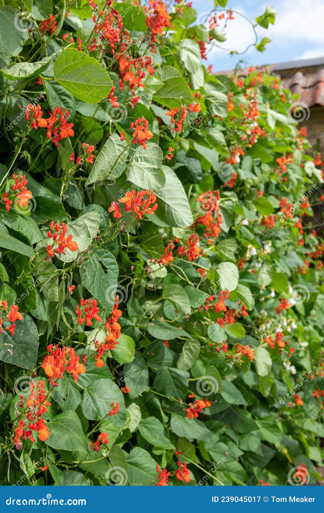 Phaseolus Coccineus, Known As Runner Bean, Scarlet Runner Bean, Or ...