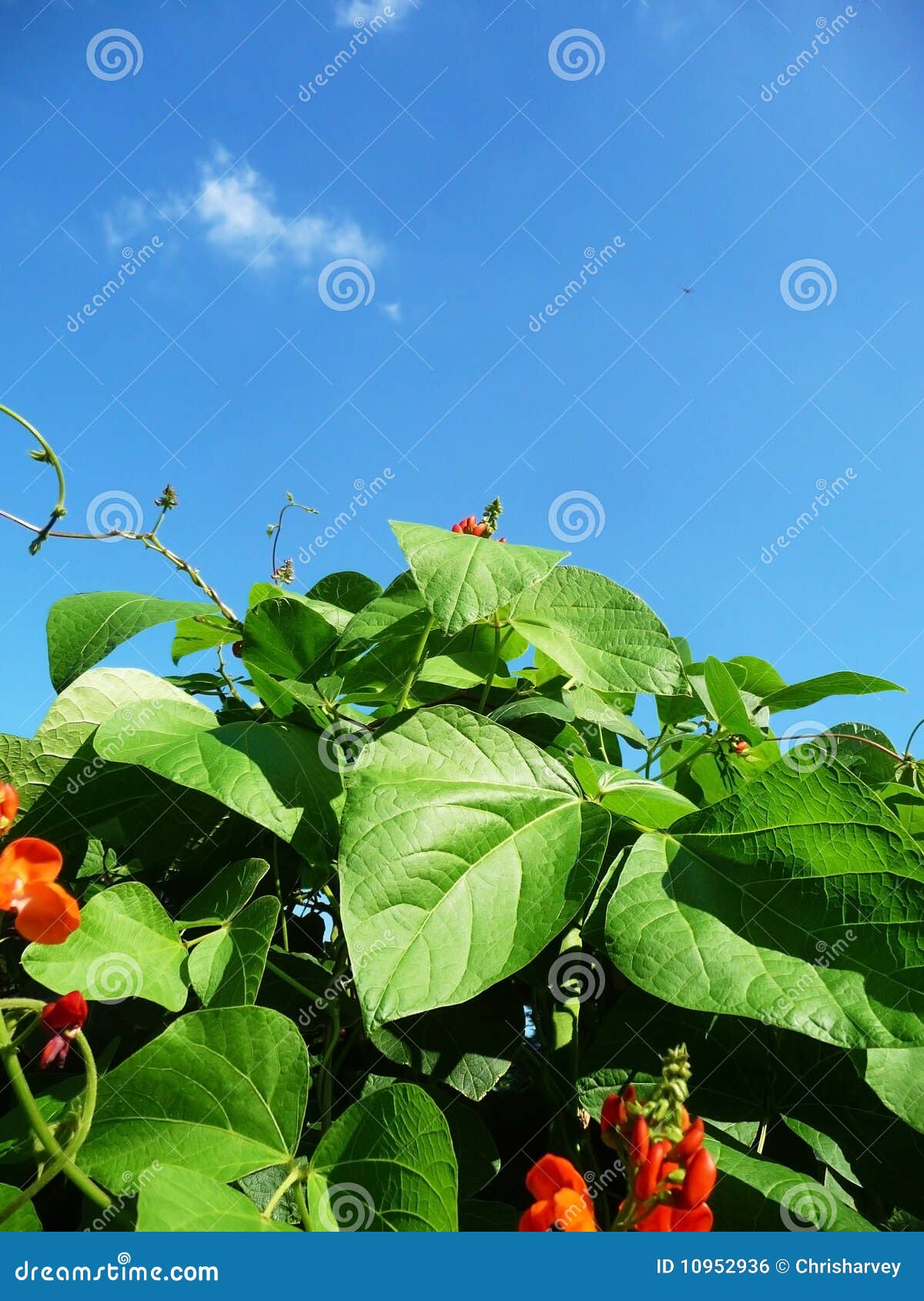 Runner Bean Plant stock photo. Image of natural, farming - 10952936