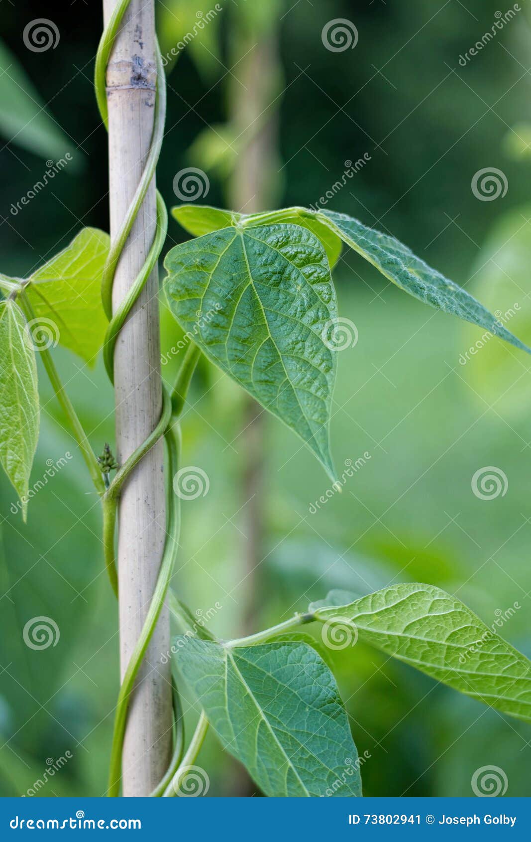 Runner Bean Plant Growing on Frame in Vegetable Garden Stock Image ...
