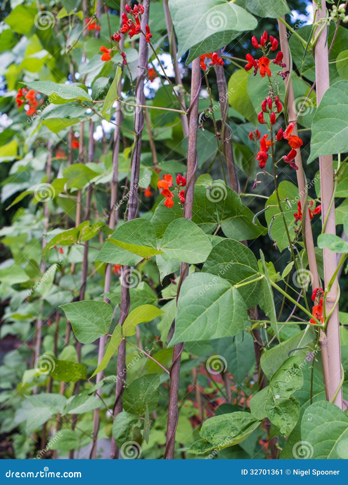 Runner bean row stock image. Image of leaf, fruit, cane - 32701361