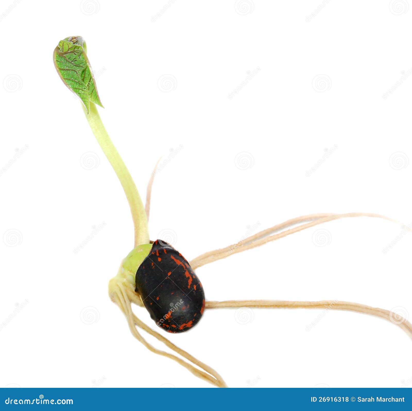 Runner Bean Seed with a Green Leaf Shoot Stock Photo - Image of closeup ...
