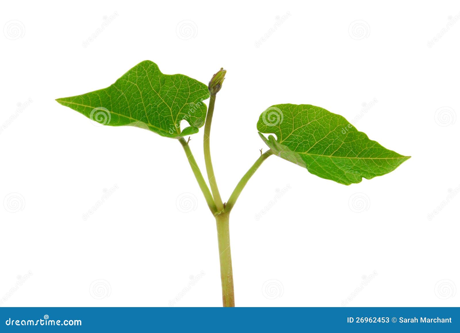 Runner bean seedling stock image. Image of pattern, texture - 26962453