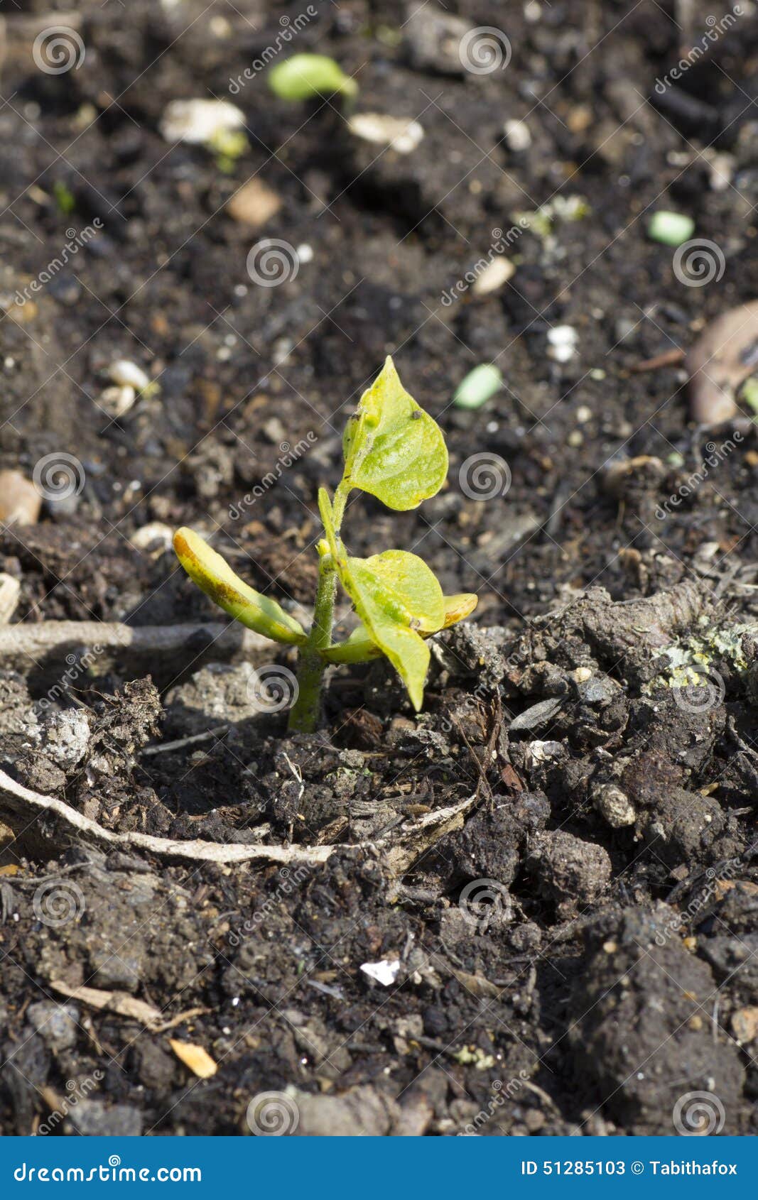 Runner bean seedlings stock image. Image of spring, allotment - 51285103