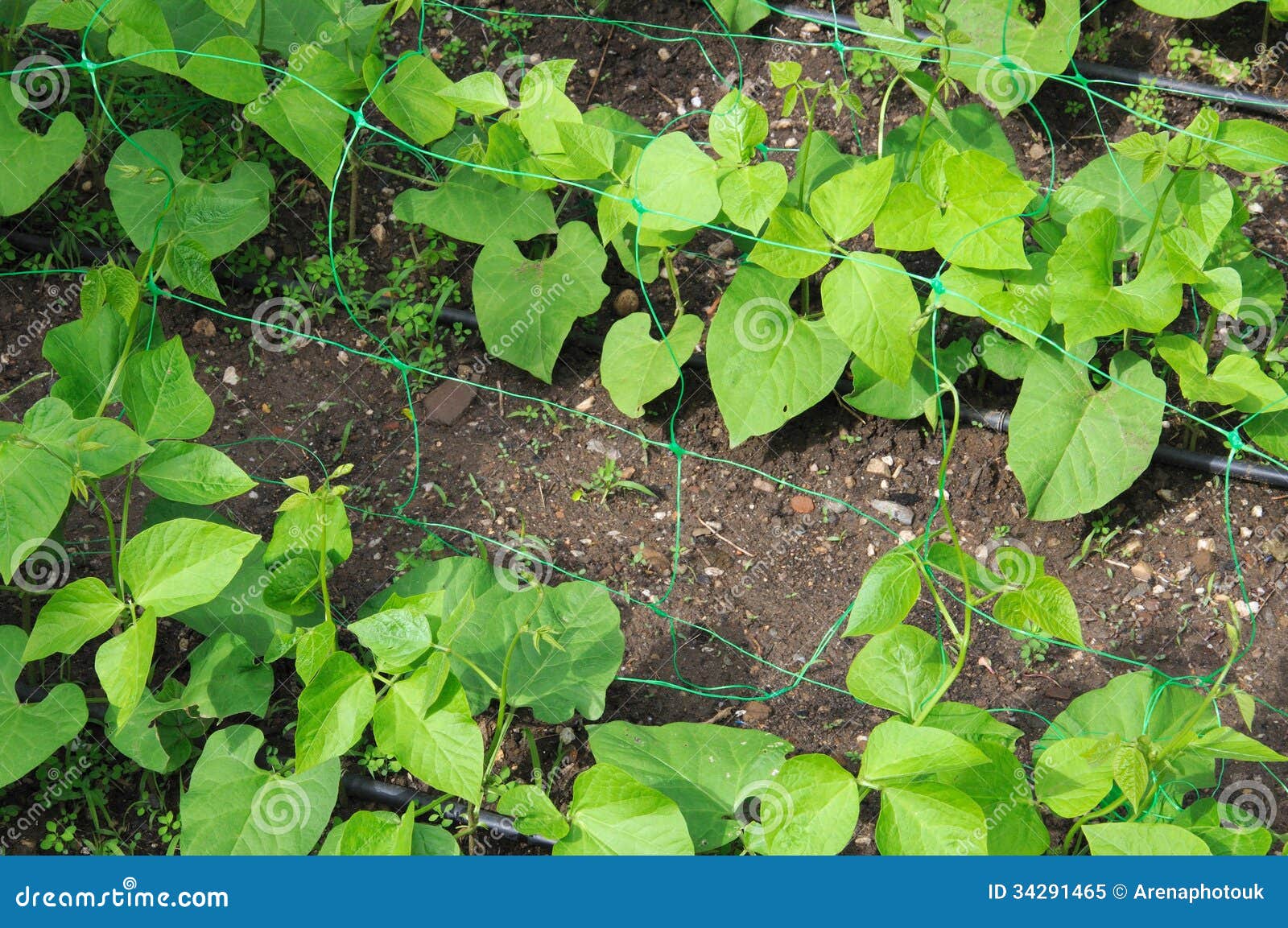Runner bean seedlings. stock image. Image of bean, seedling - 34291465