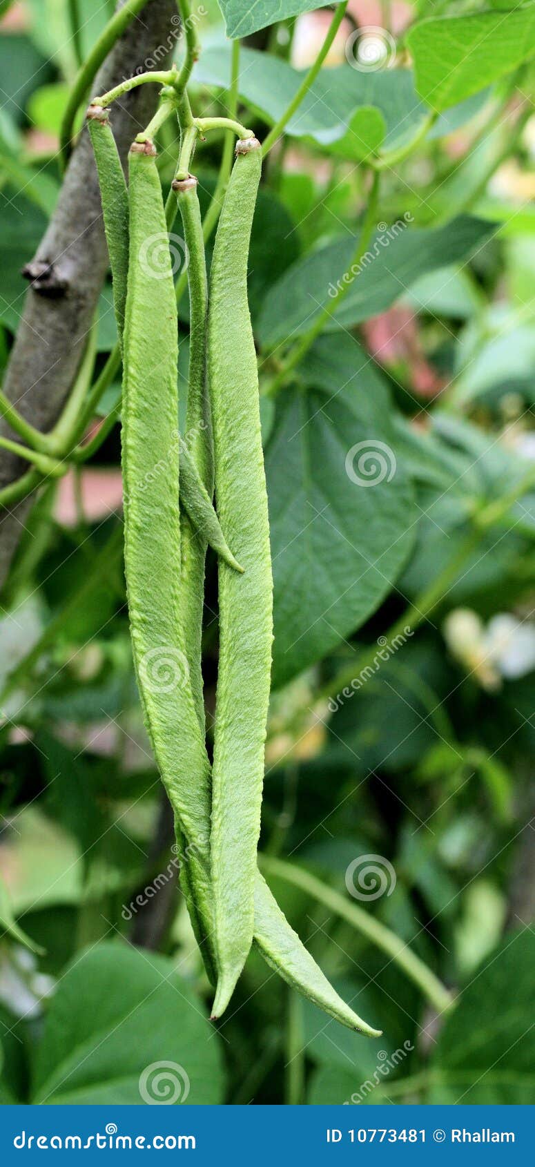 Runner beans stock image. Image of food, beans, stem - 10773481