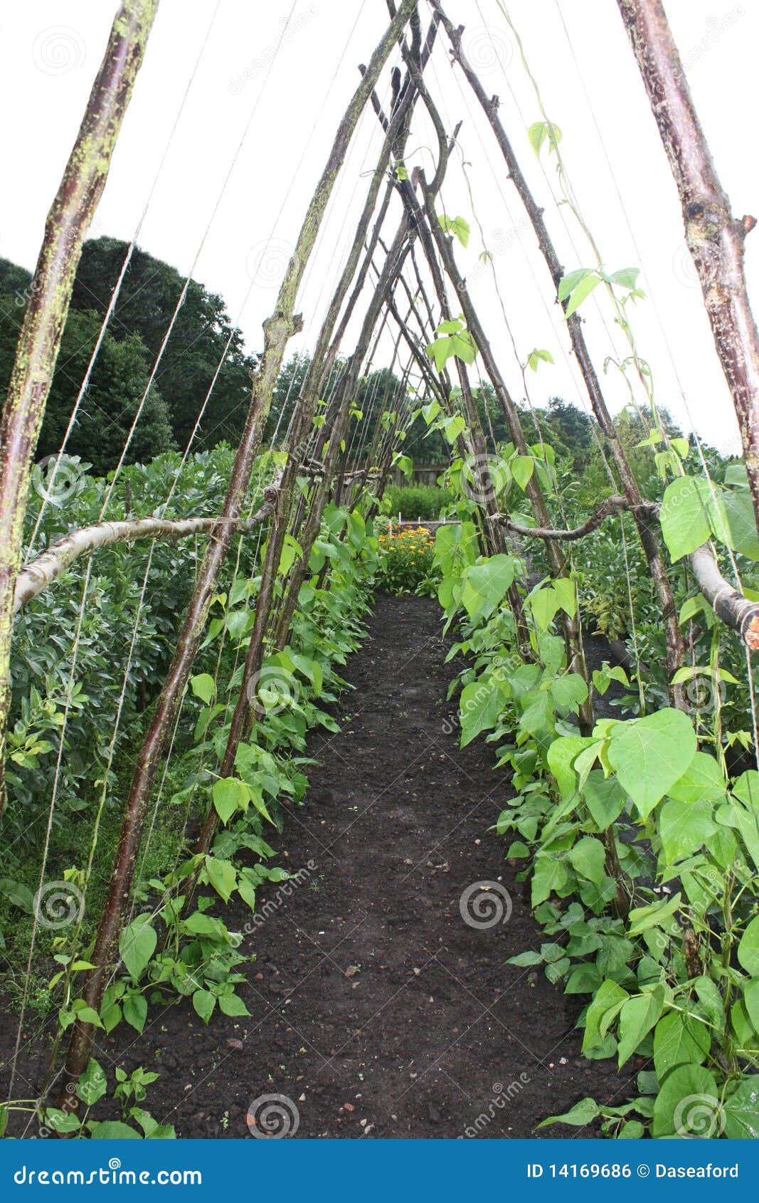 Runner Beans. stock photo. Image of food, gardening, plants - 14169686