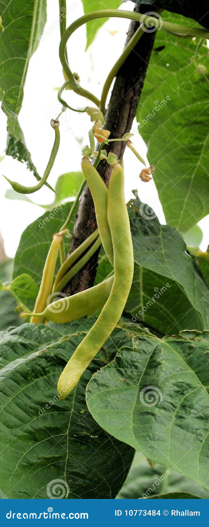 Runner beans 3 stock photo. Image of edible, allotment - 10773484