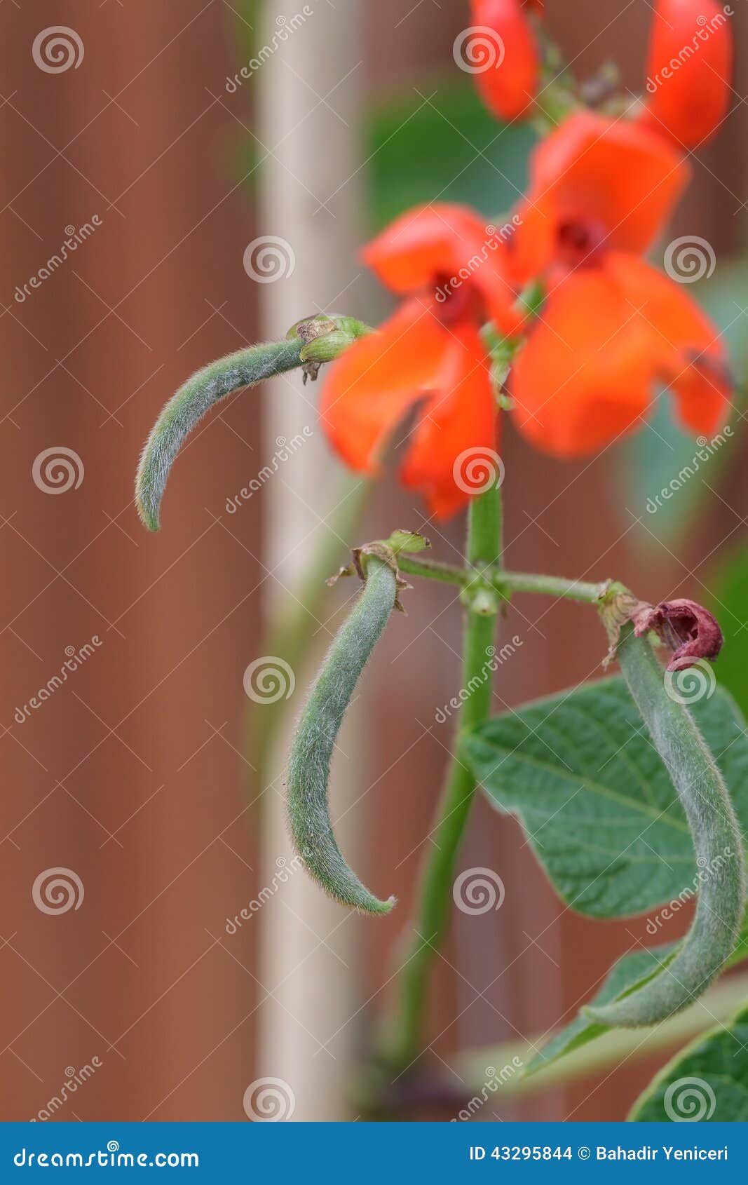 Runner Beans stock photo. Image of plant, flower, horticulture - 43295844