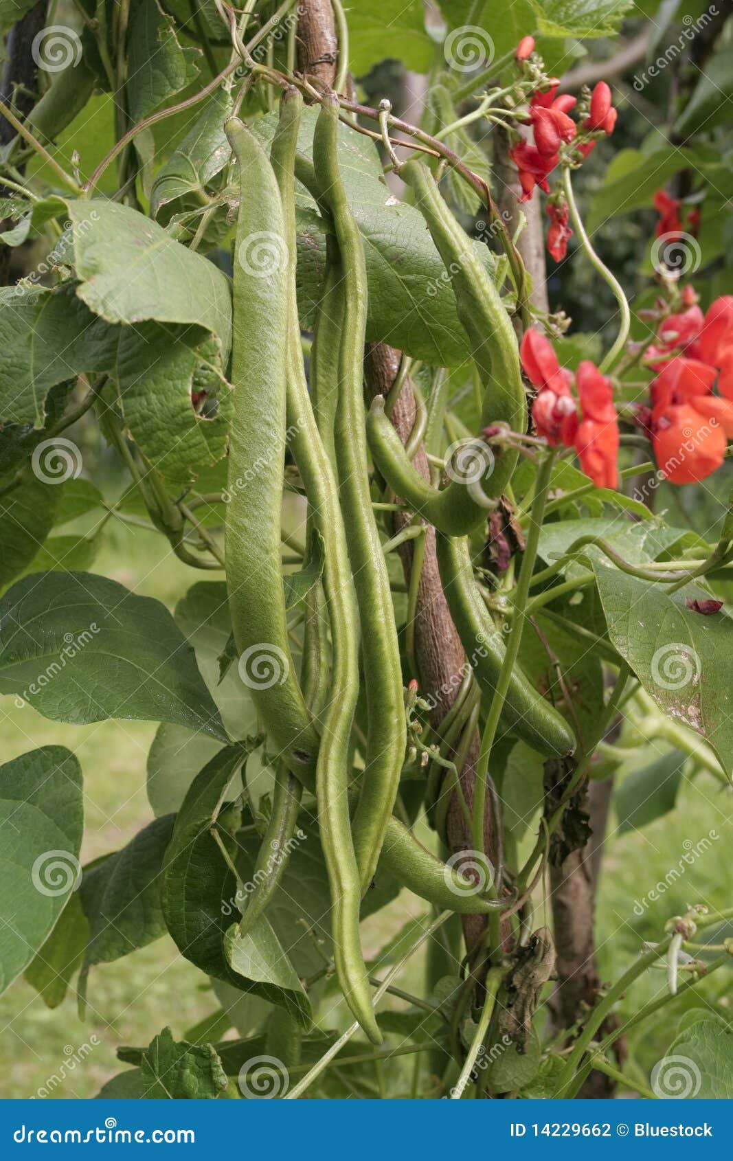 Runner Beans Growing on Vine Stock Photo - Image of nutrition ...