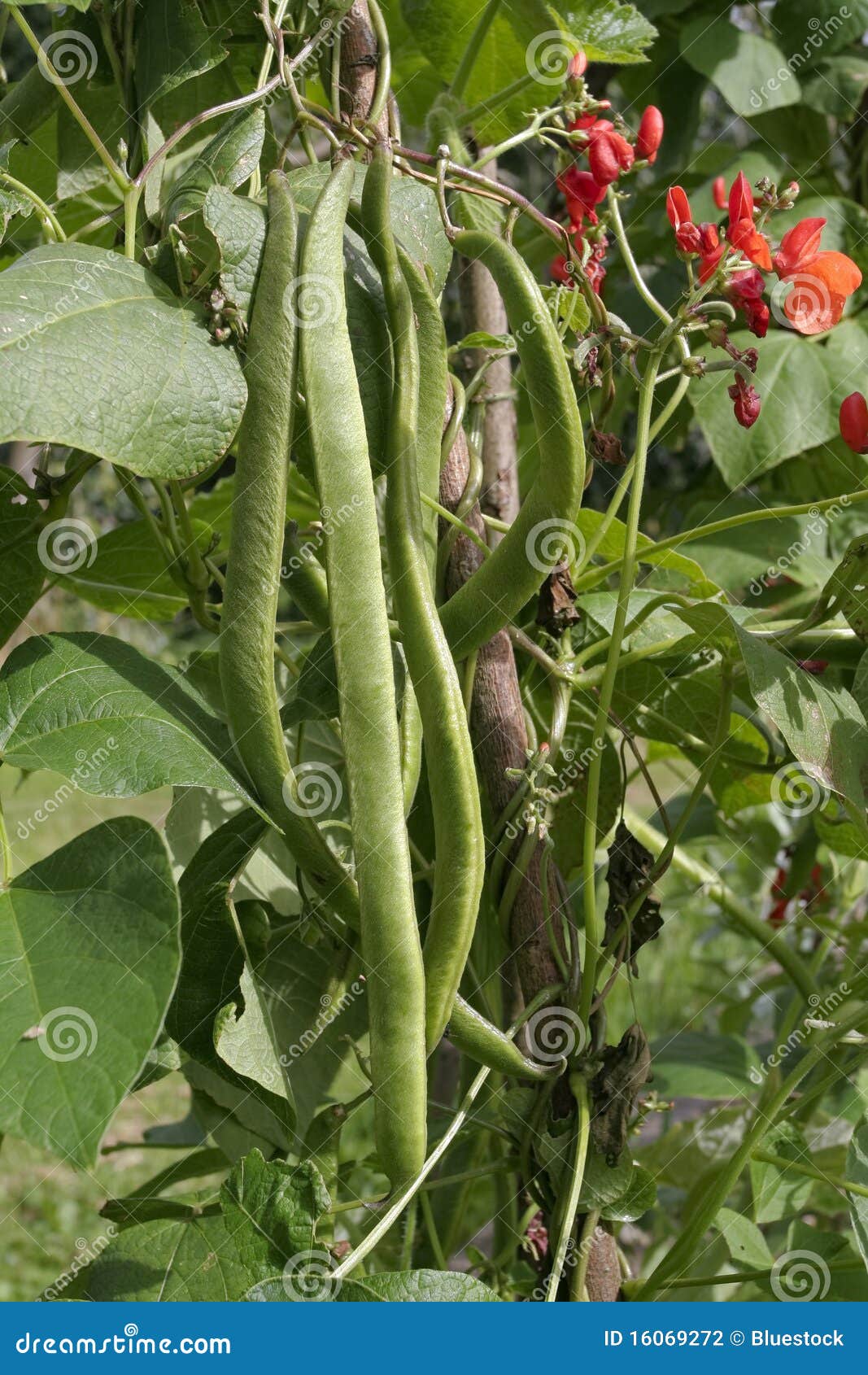 Runner Beans Growing on Vine Close Up Stock Photo - Image of vegetarian ...