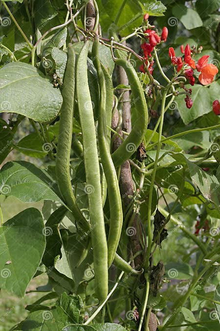 Runner Beans Growing on Vine Close Up Stock Photo - Image of vegetarian ...