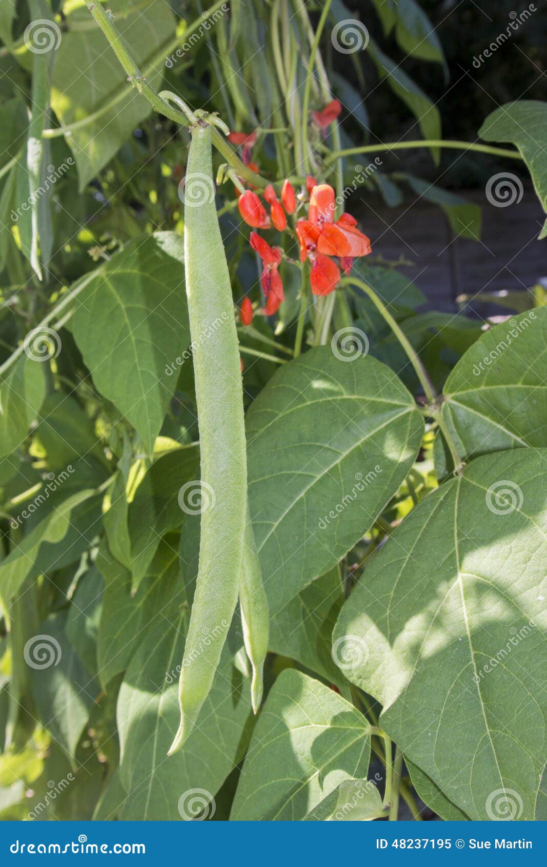 Runner Beans Growing on Vine Close Up Stock Image - Image of garden ...