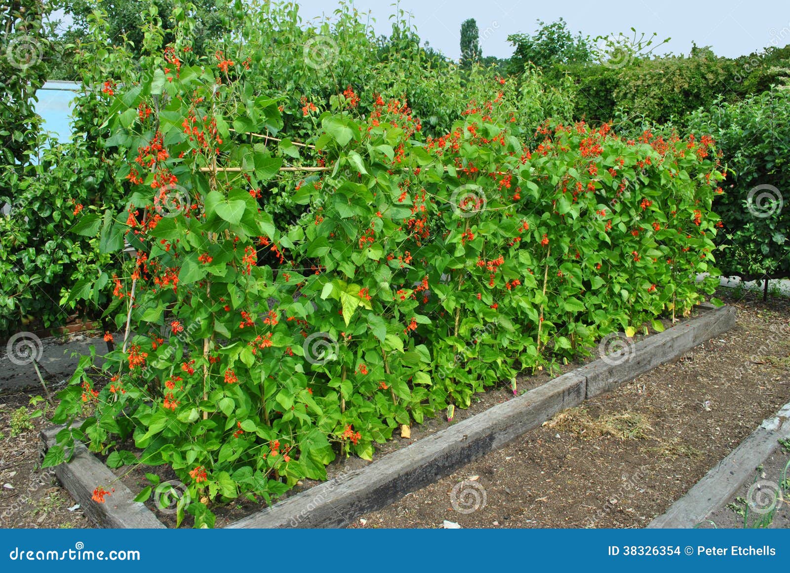 Runner beans stock photo. Image of green, bean, horticultural - 38326354