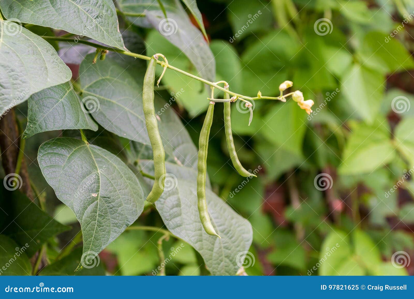 Runner beans on plant stock image. Image of green, flower - 97821625