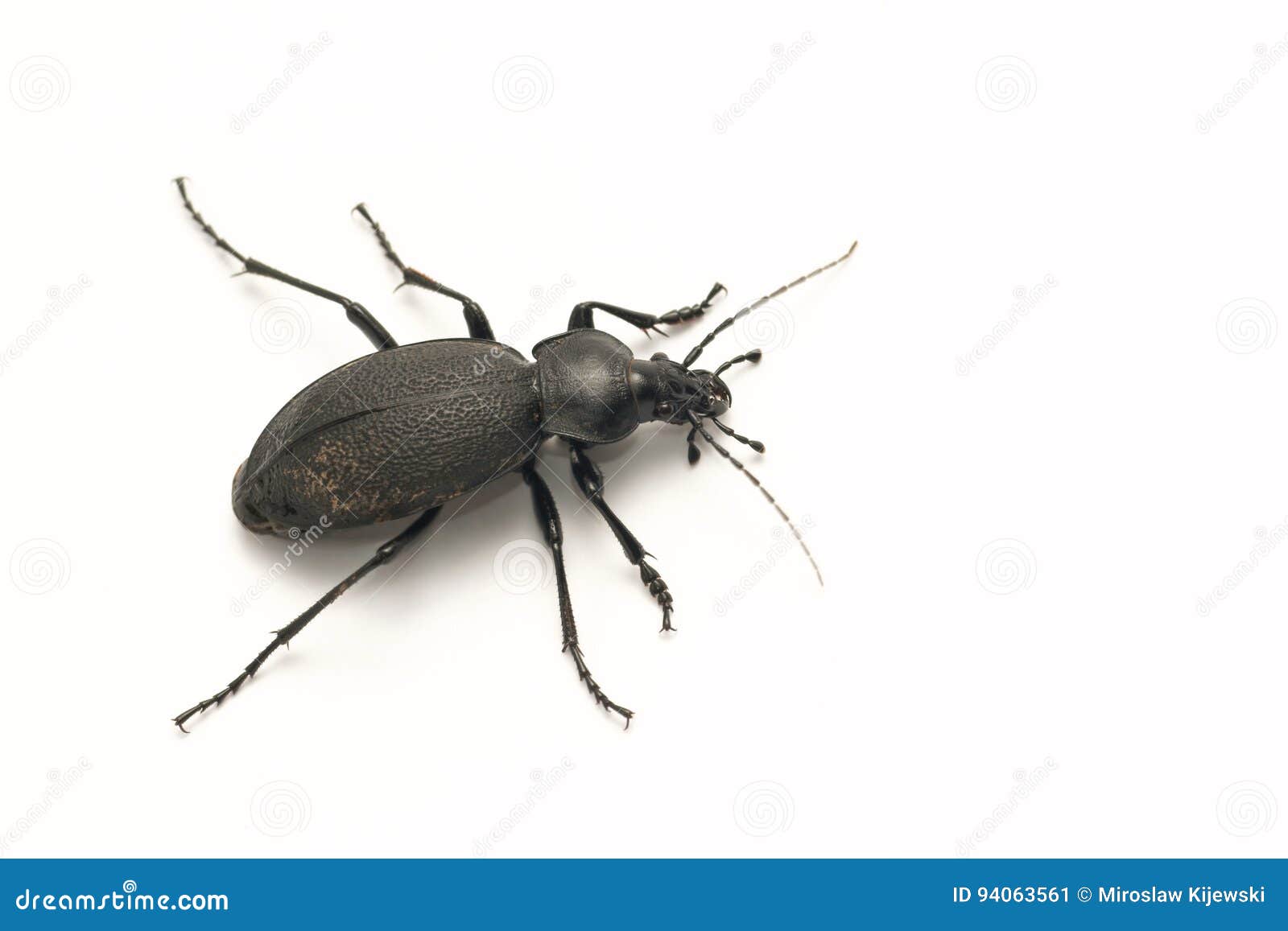 Runner Leatherback Coriaceus Carabus, a Predatory Beetle Stock Image ...