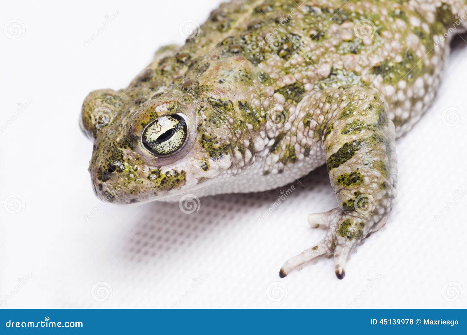 Runner Toad (bufo Calamita) Stock Photo - Image of anphibia, spanish ...