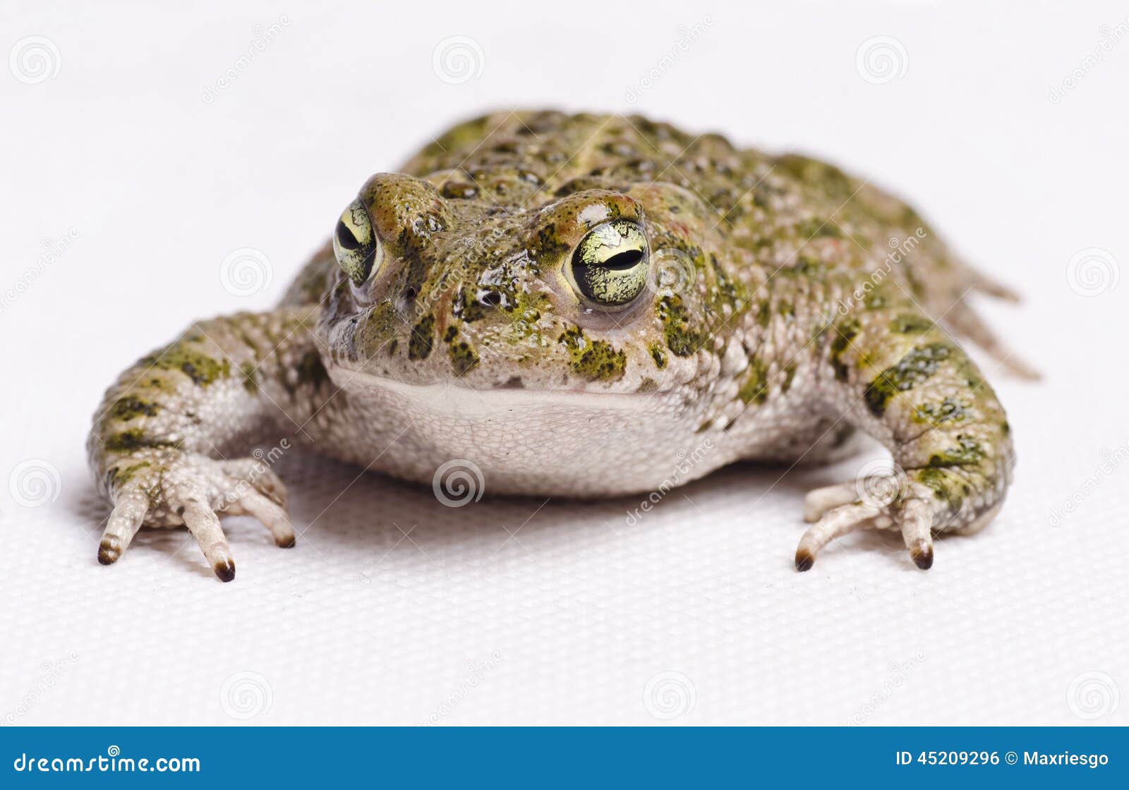Runner toad stock photo. Image of posing, amphibian, calamita - 45209296