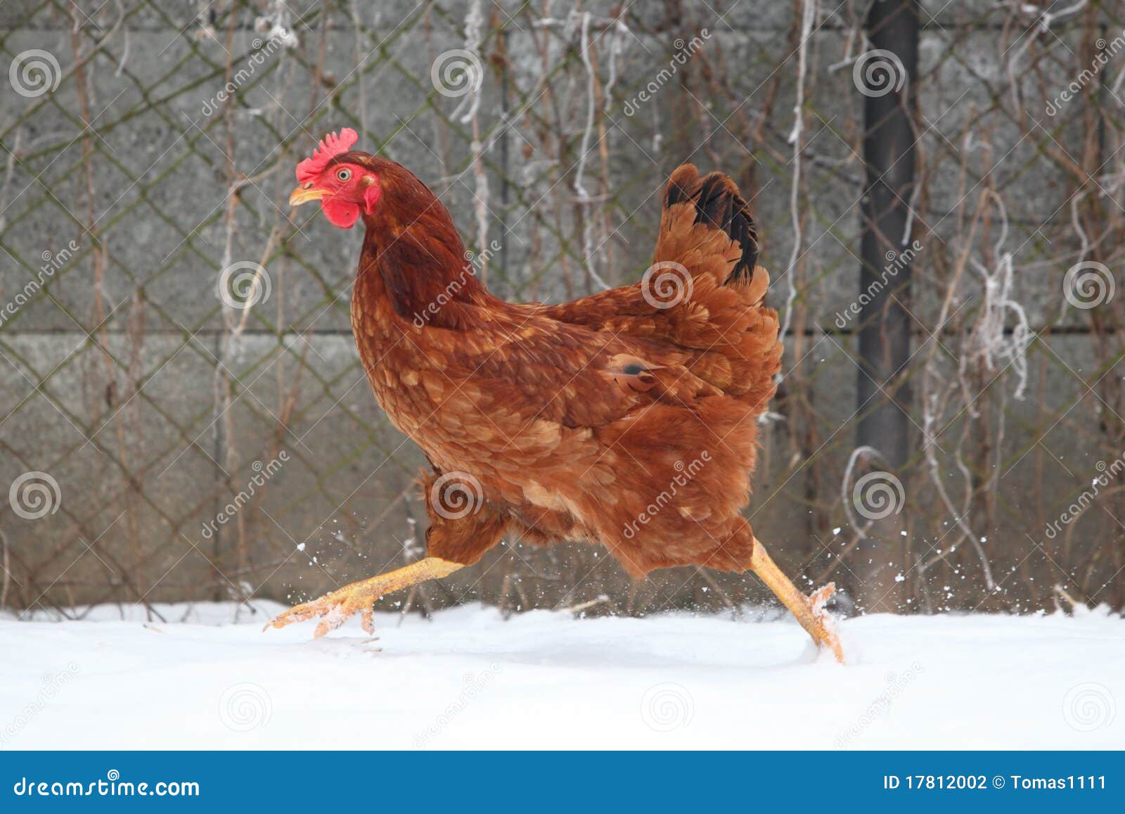 Runnig hen stock photo. Image of colourful, feather, horticulture ...