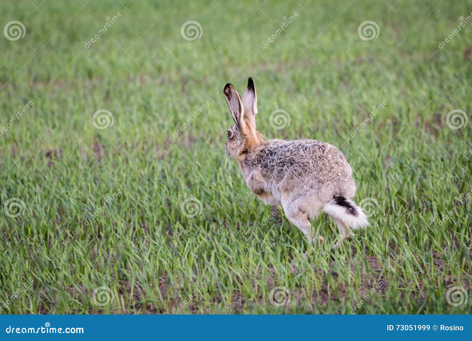 Running hare stock image. Image of summer, rabbit, mammal - 73051999