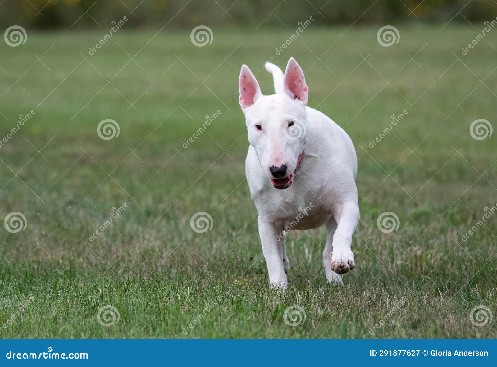 Running Action Bull Terrier in the Grass Stock Image - Image of ...