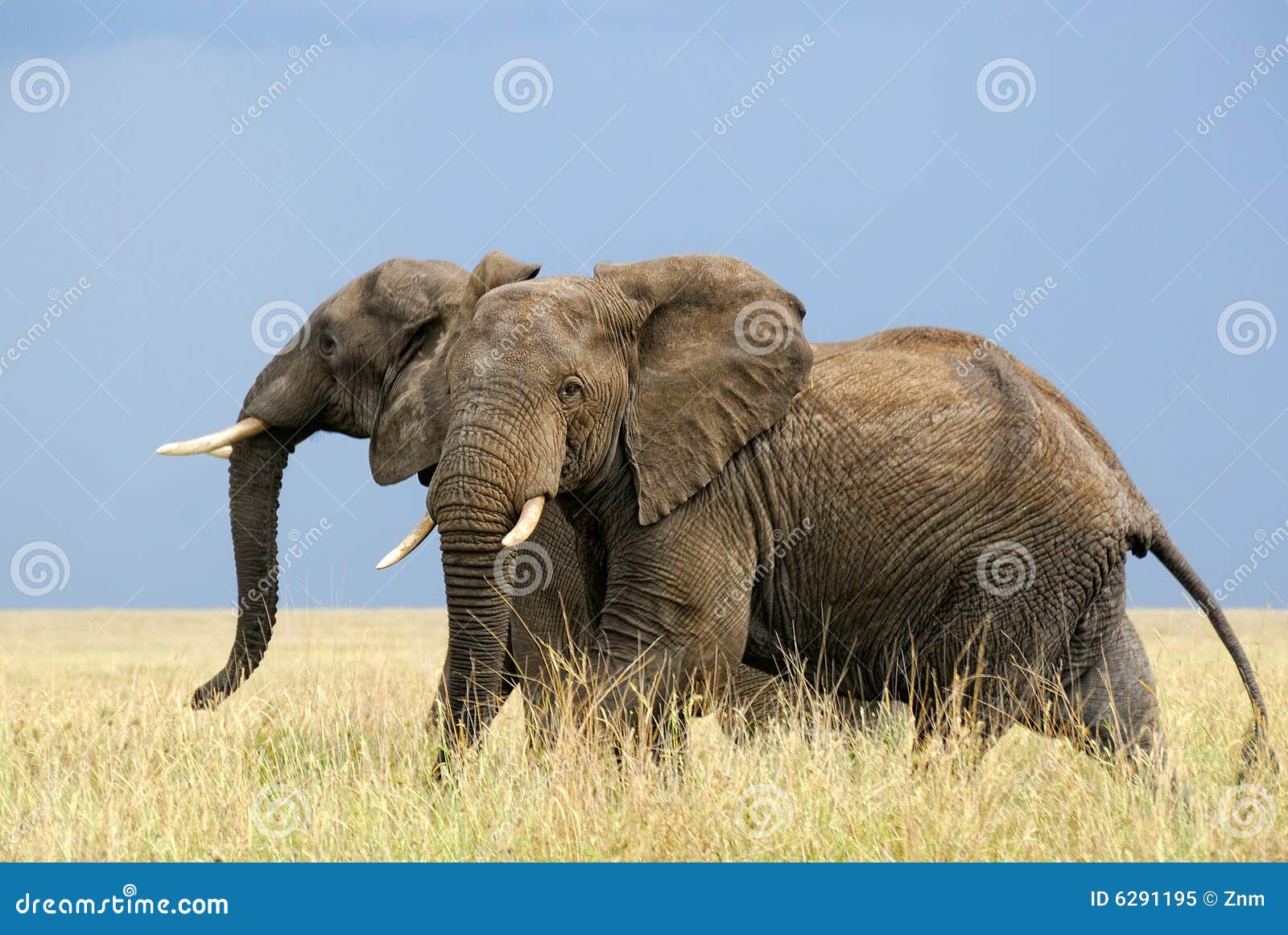 Running african elephants stock image. Image of nature - 6291195