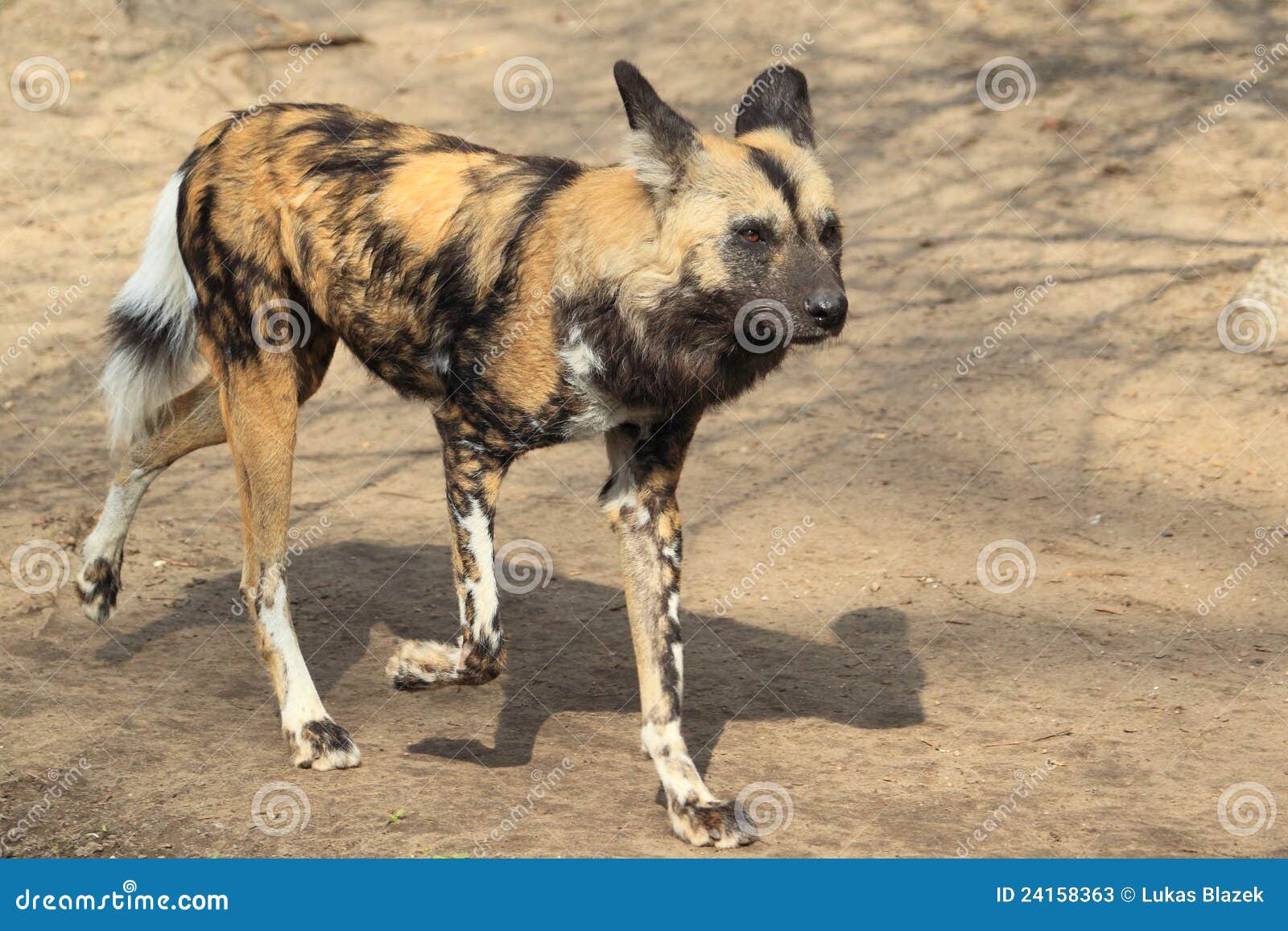 African Wild Dog Running