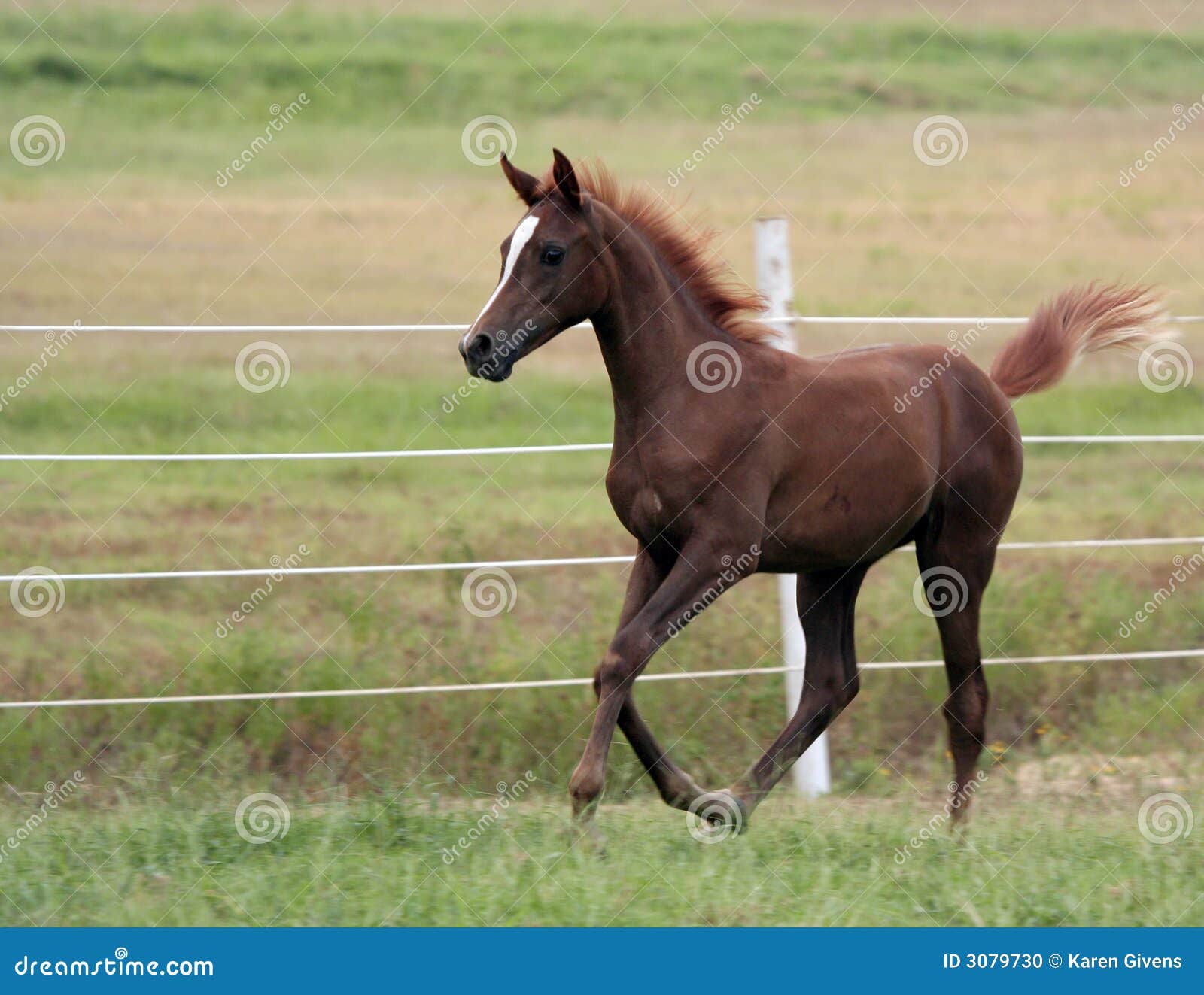 Running along the fence stock photo. Image of filly, running - 3079730