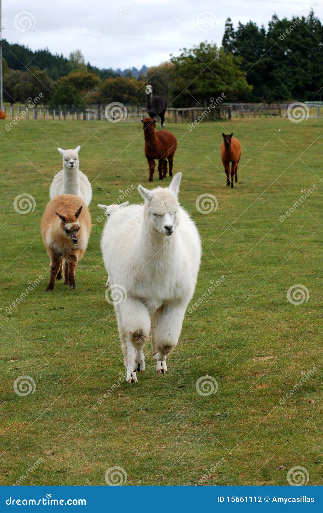 Running Alpacas stock photo. Image of zealand, north - 15661112