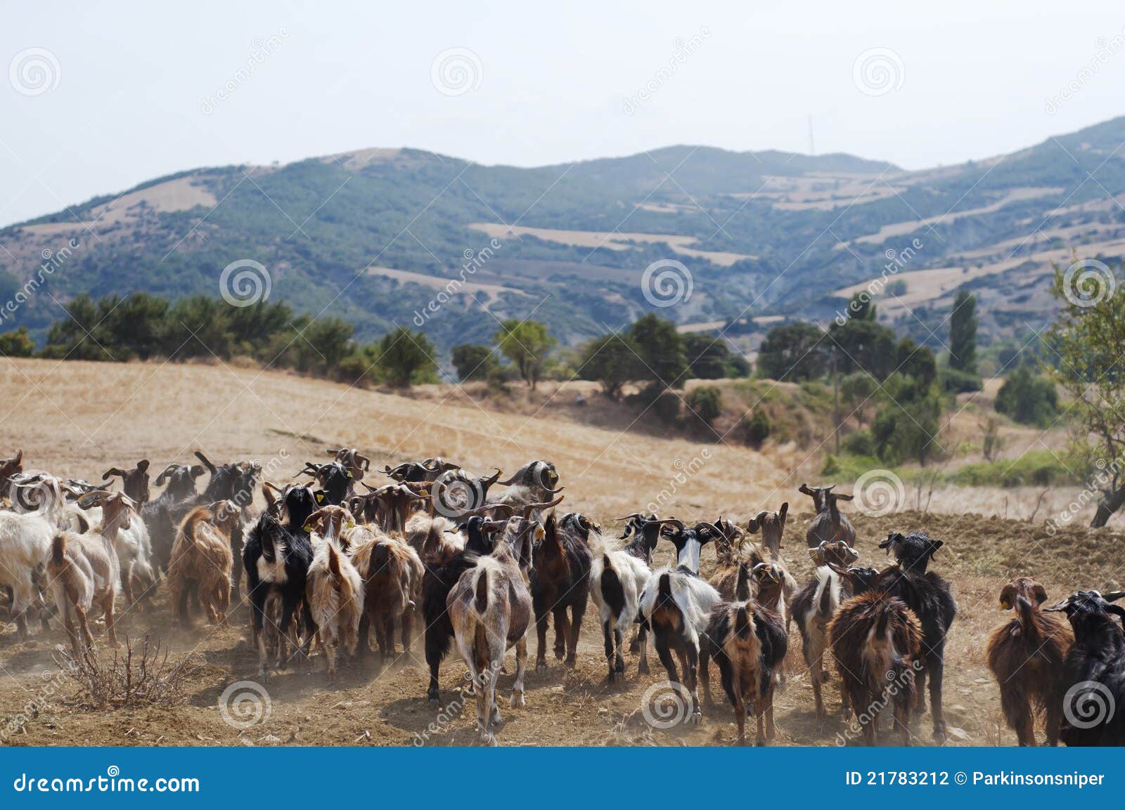 Goat Pack Animals stock photo. Image of goat, pack, nature - 21783212