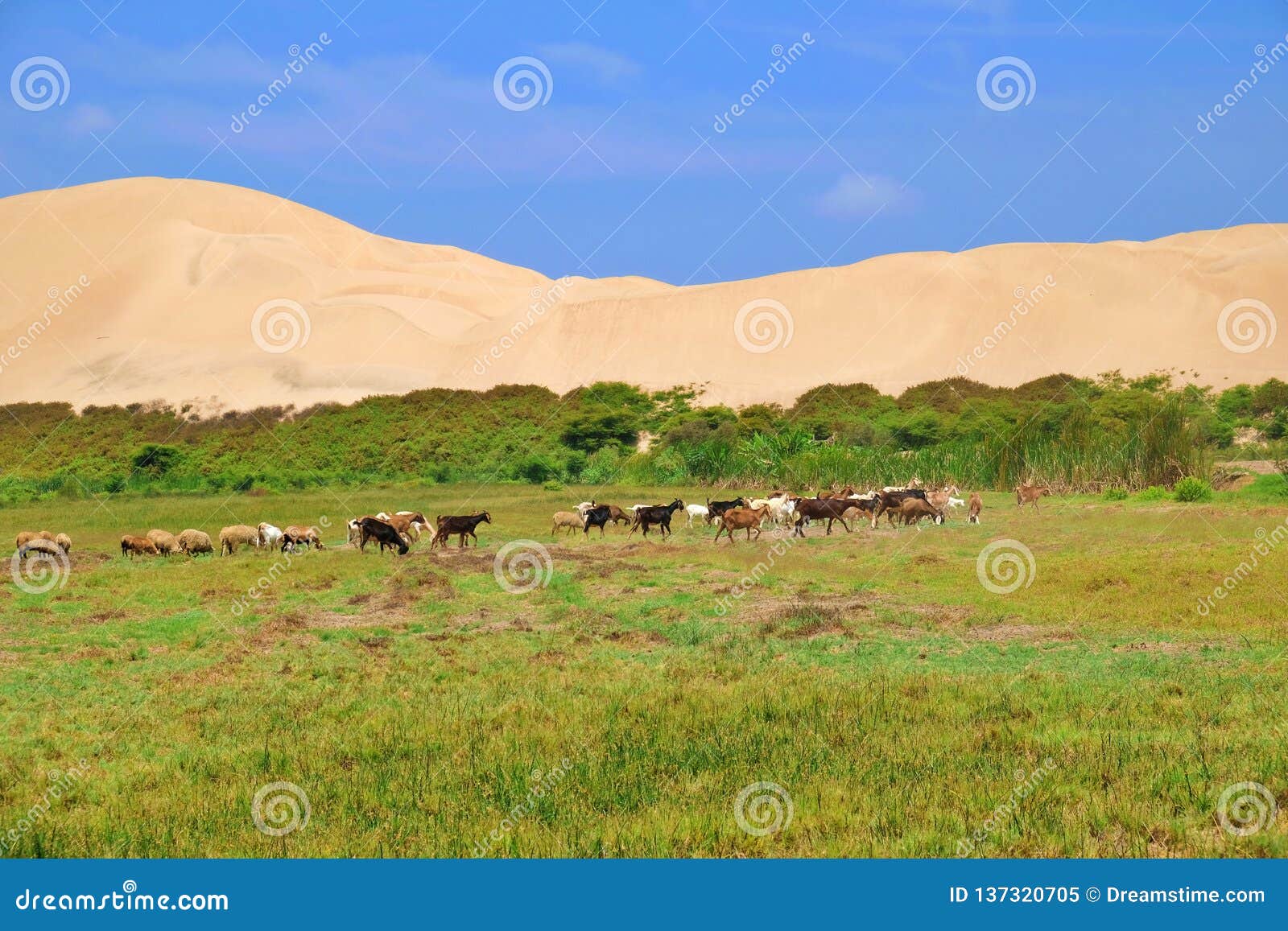 Animals in the Oasis. Peruvian Desert Stock Image - Image of wild, nice ...