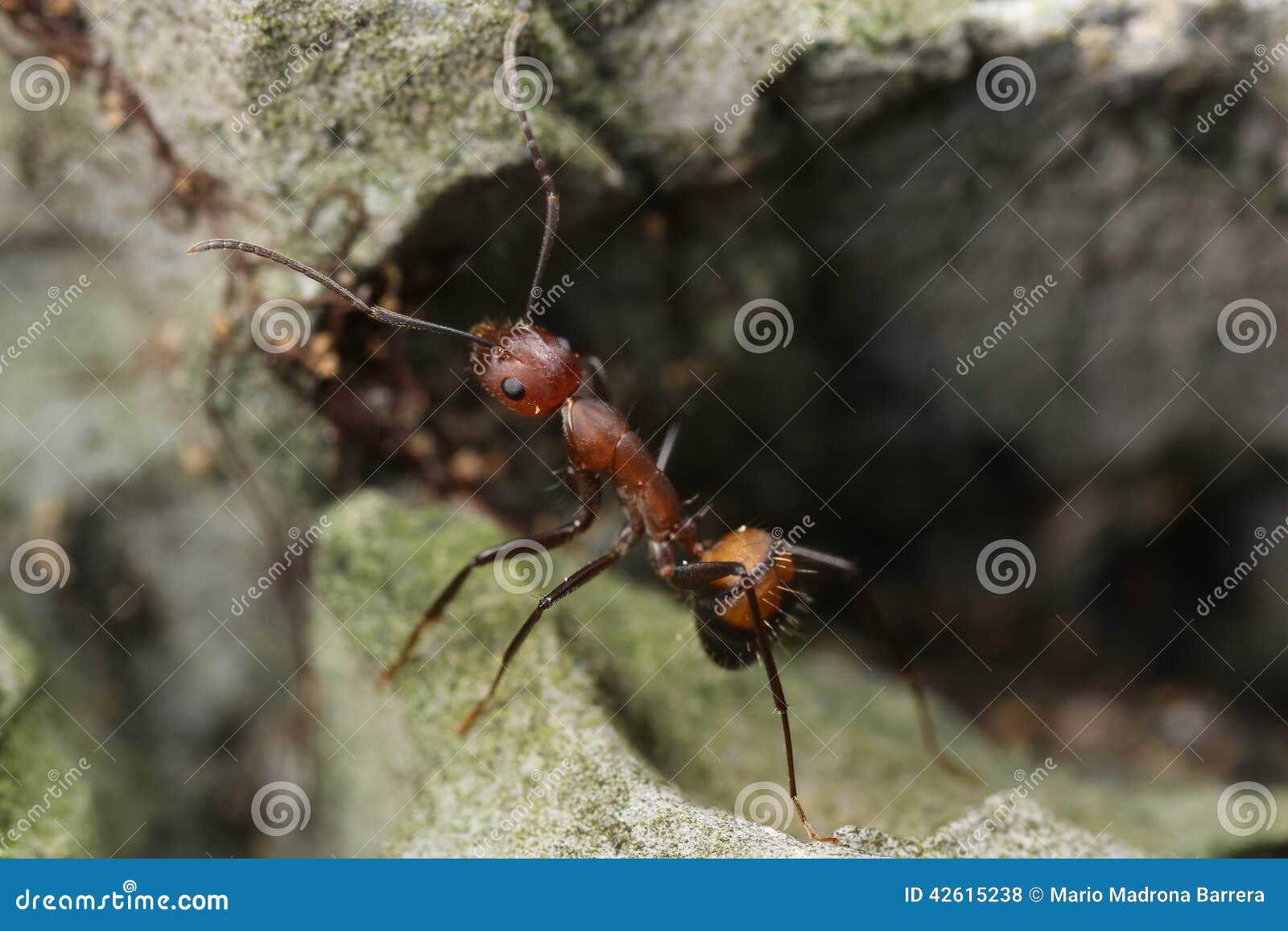 Running ant stock photo. Image of running, eyes, large - 42615238